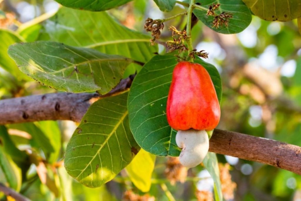 Caju: Curiosidades Fascinantes e Benefícios Surpreendentes ENERGIA ELEVADA