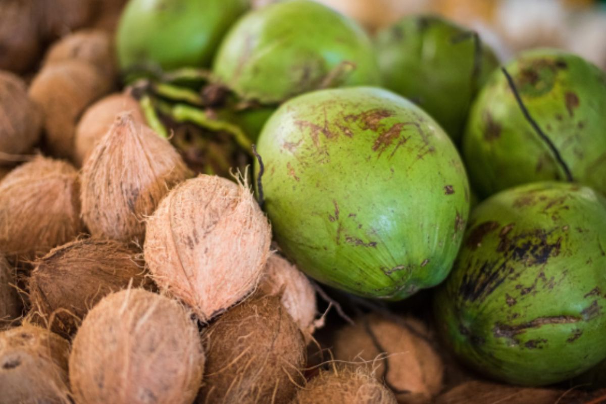 Coco: a Fruta que faz bem para Você e para o Planeta ENERGIA ELEVADA