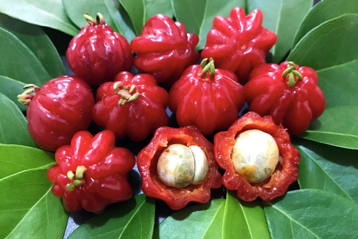 Pitanga: A Pequena Maravilha Brasileira e Seus Benefícios ENERGIA ELEVADA